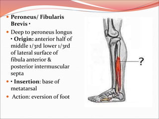 15- Front and lateral compartment of leg (1).ppt