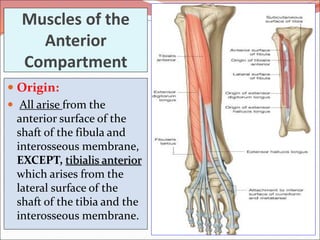 15- Front and lateral compartment of leg (1).ppt