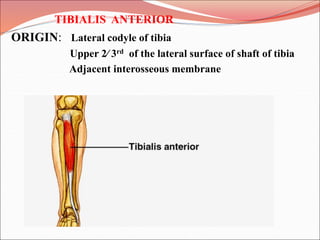 15- Front and lateral compartment of leg (1).ppt