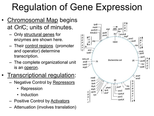 15-gene expression.ppt