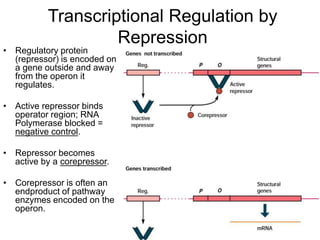 15-gene expression.ppt