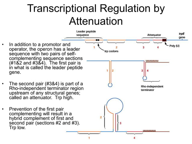 15-gene expression.ppt