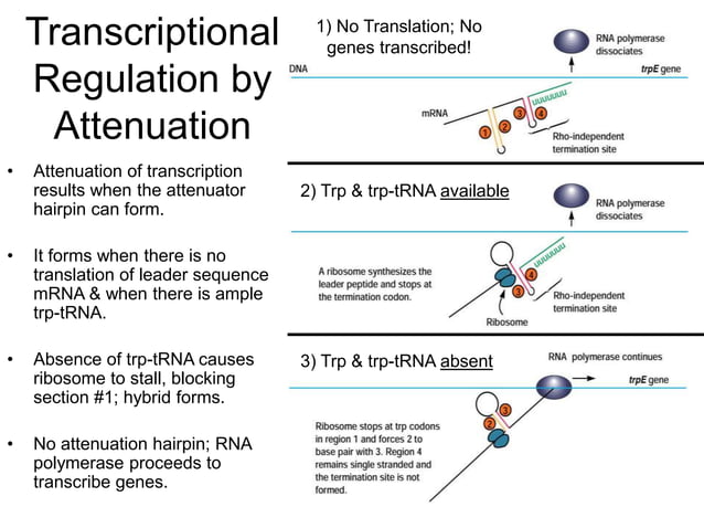 15-gene expression.ppt