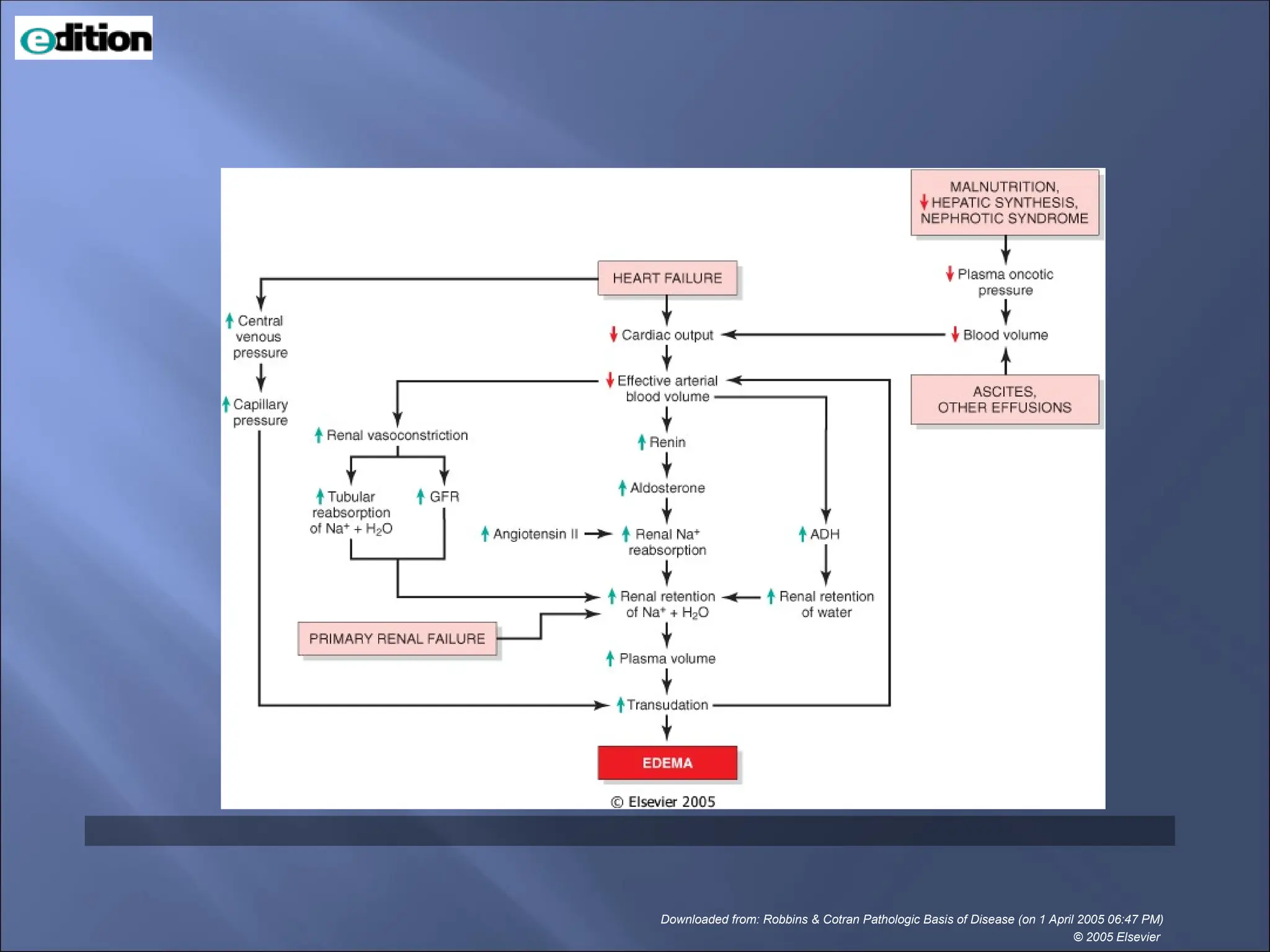 15-HEMODYNAMIC DISORDERS. physiology , blood flow regulation | PPT