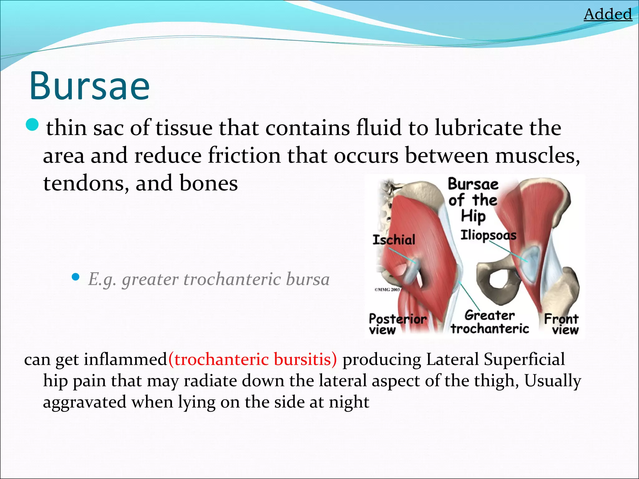 hip joint | PPT