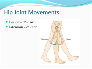 hip joint | PPT