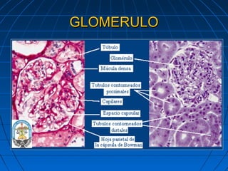 15 Histologia Del Sist Urinario | PPT