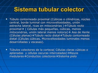 15 Histologia Del Sist Urinario | PPT