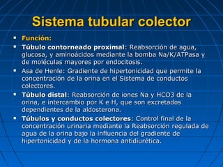 15 Histologia Del Sist Urinario | PPT