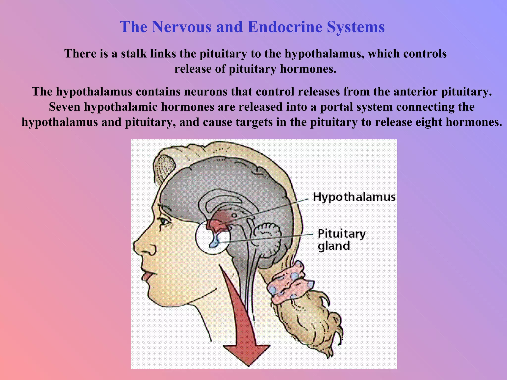 15. introduction to endocrinology | PPT