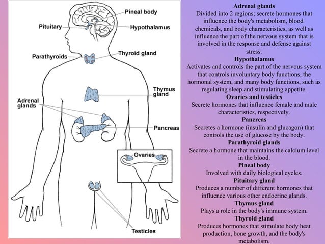 15. introduction to endocrinology | PPT
