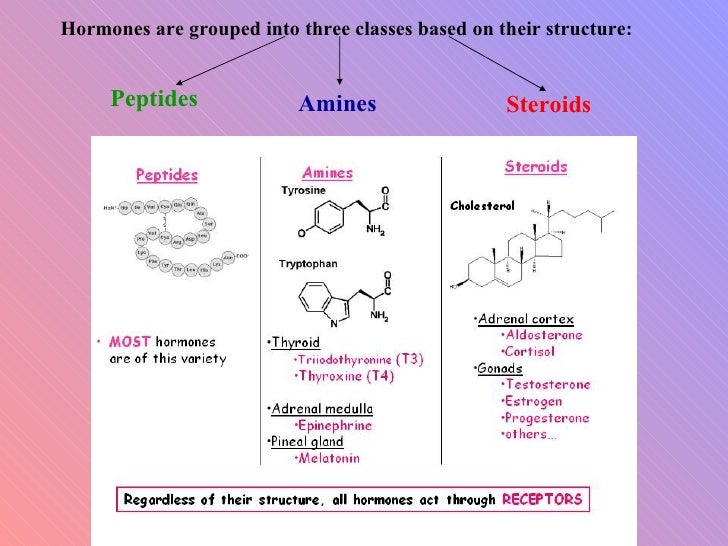 15. introduction to endocrinology