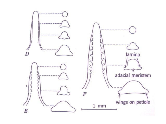 Lesson 15 bio101 (c)Dr. Evangelista | PDF