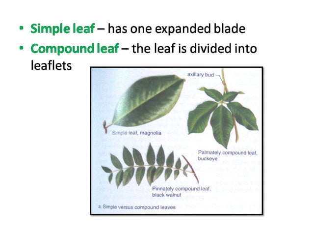 Lesson 15 bio101 (c)Dr. Evangelista | PDF