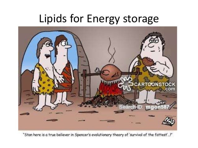 Lipid Memes