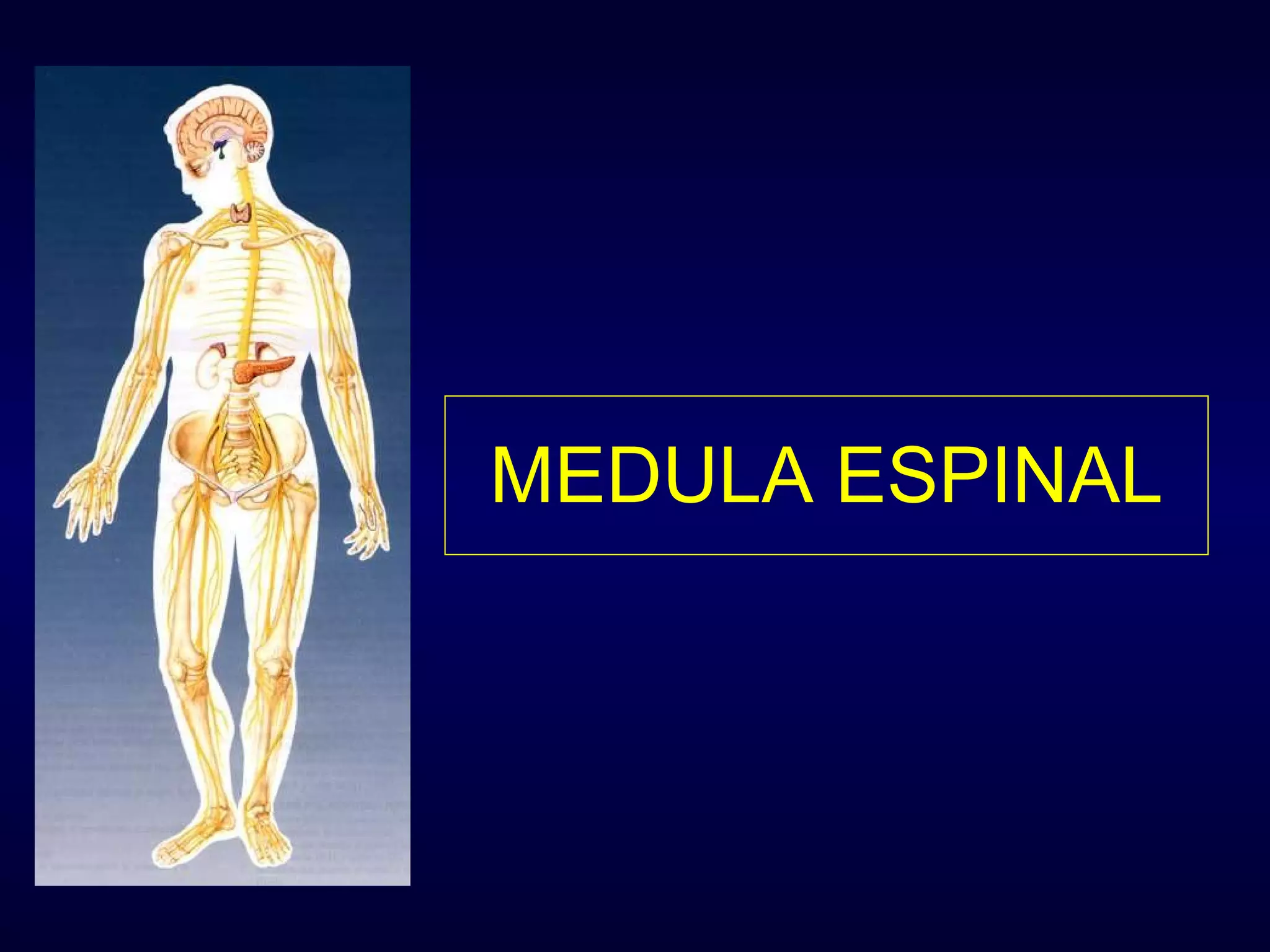 15 Medula Espinal | PPT