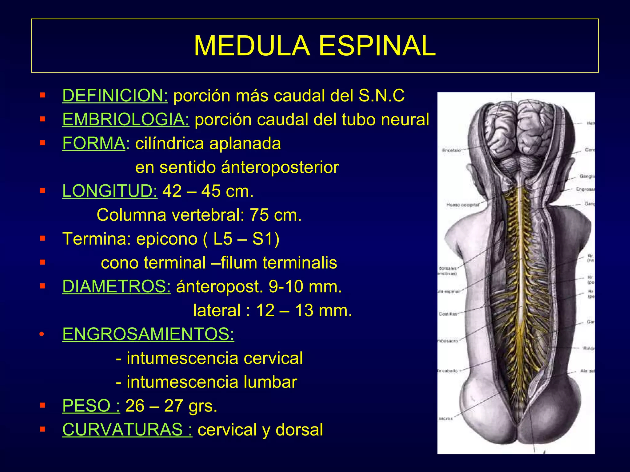 15 Medula Espinal | PPT