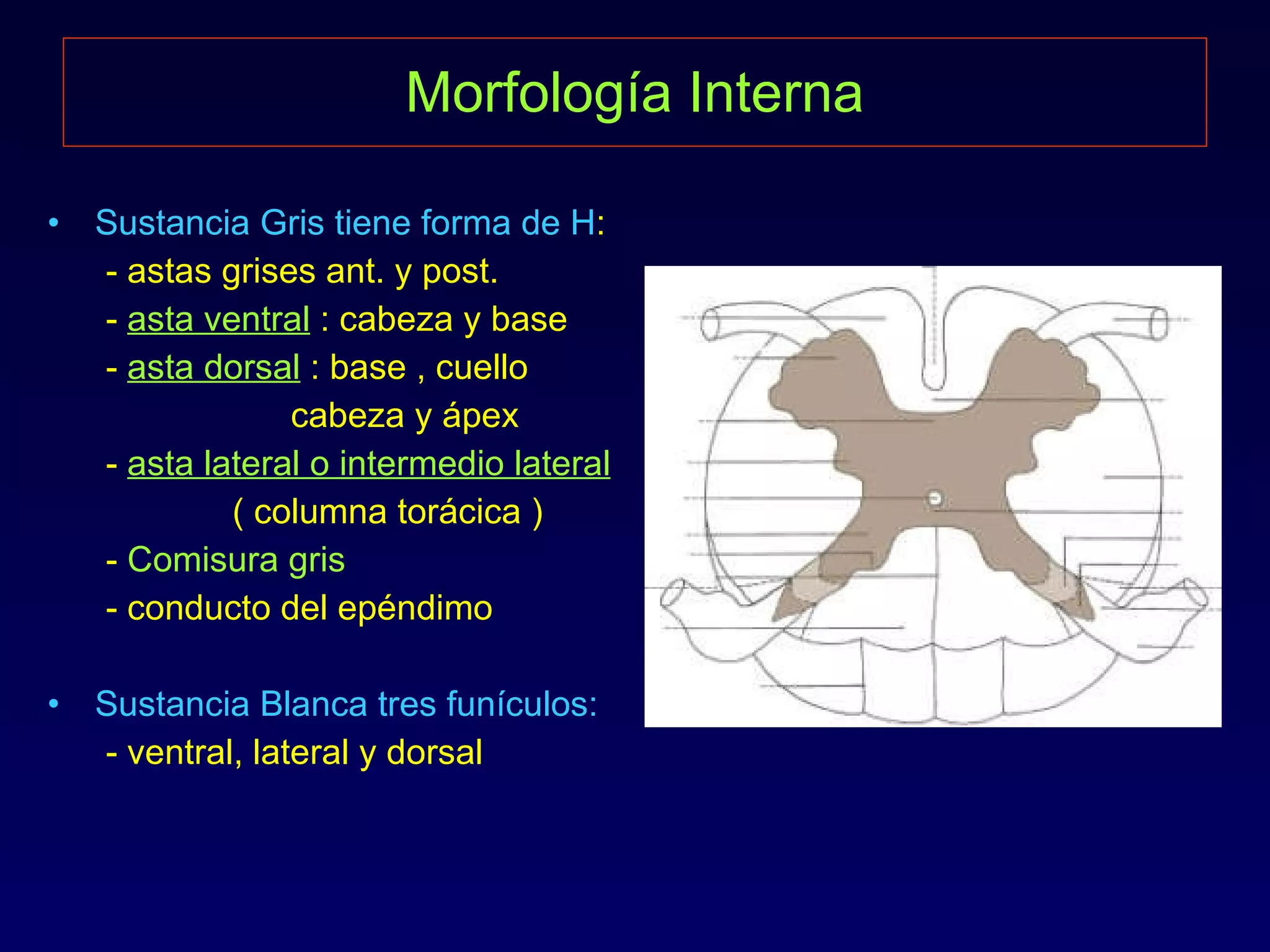 15 Medula Espinal | PPT