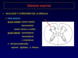 15 Medula Espinal | PPT