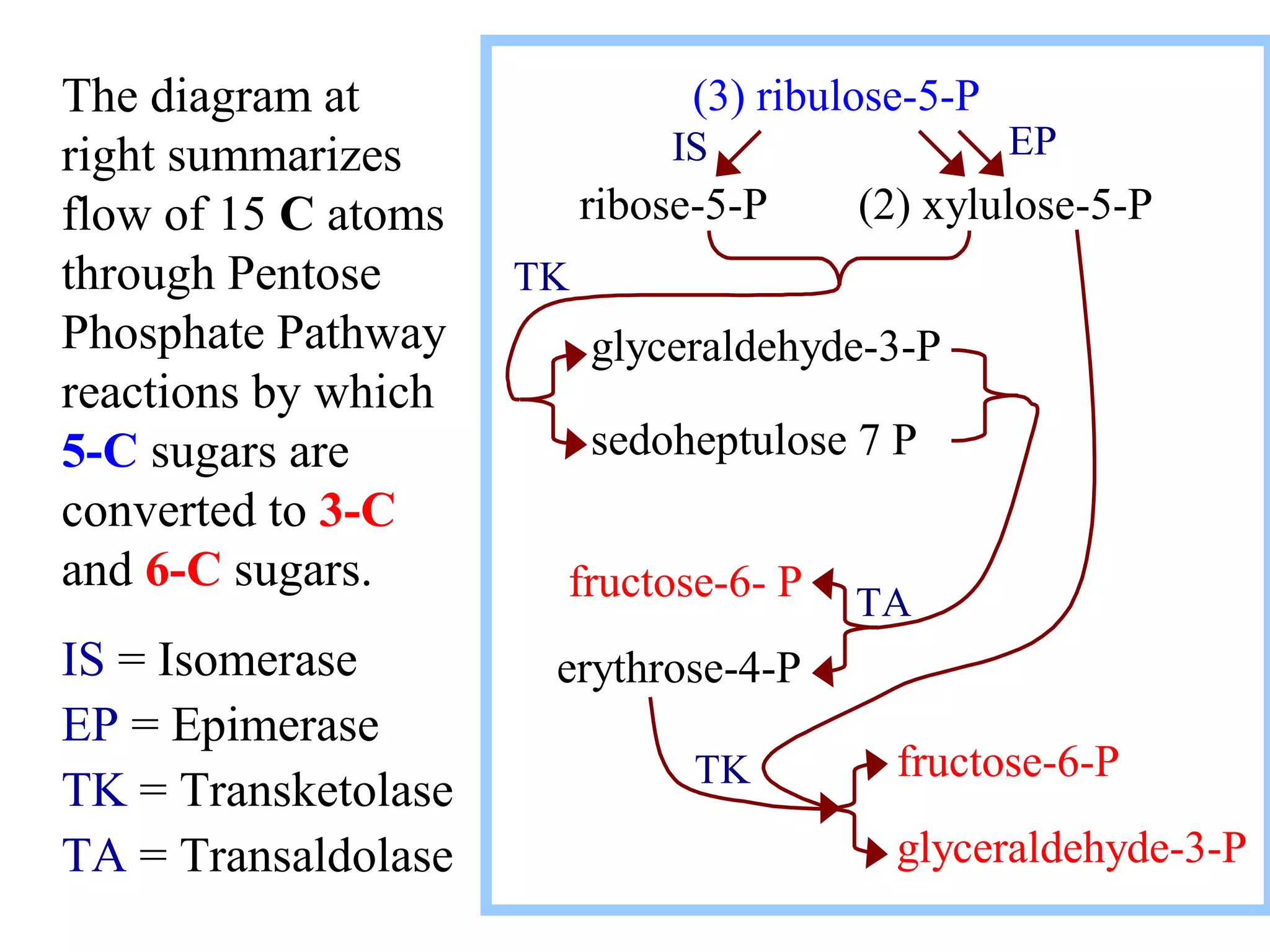 15 pentose | PPT