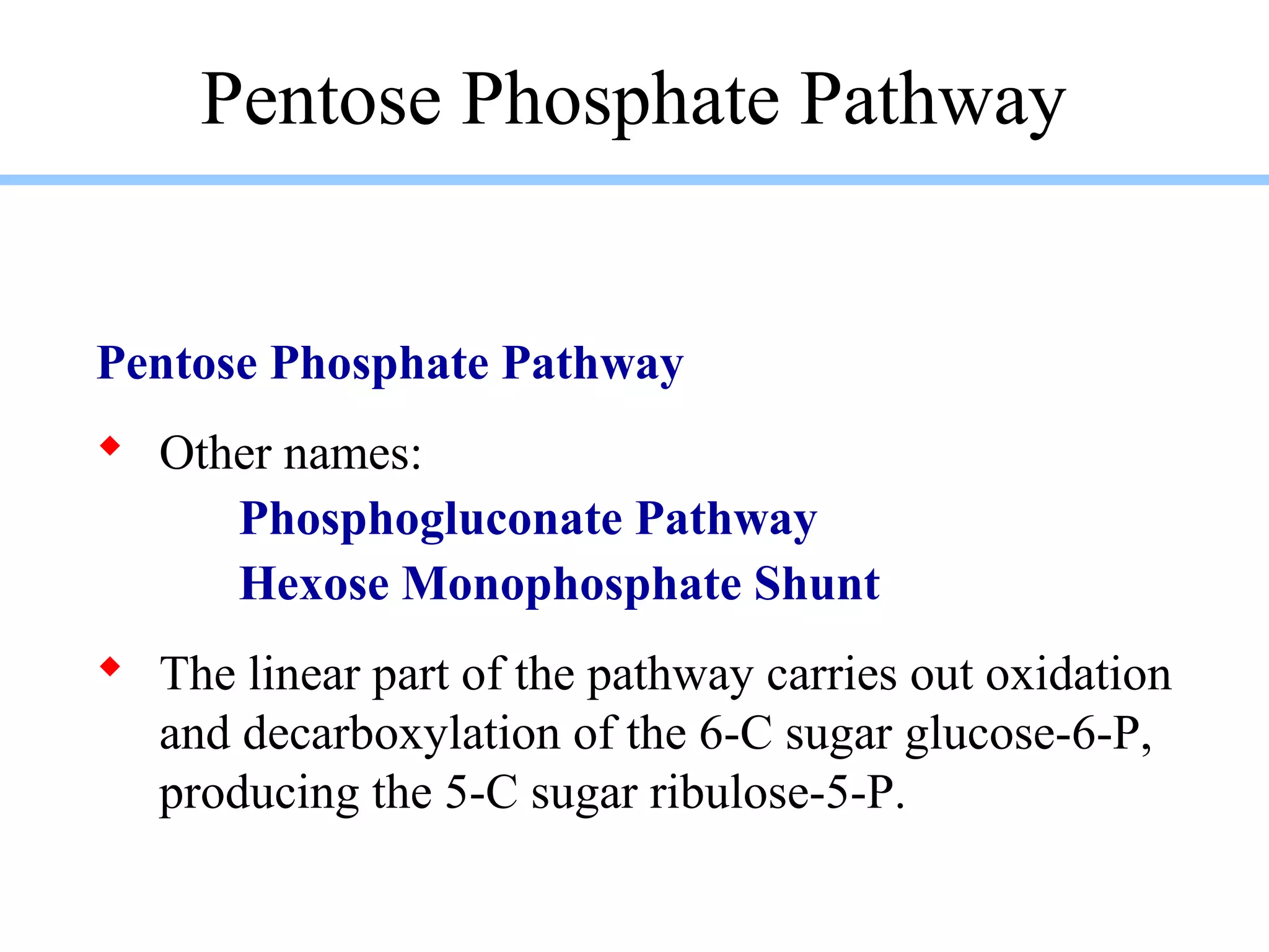 15 pentose | PPT