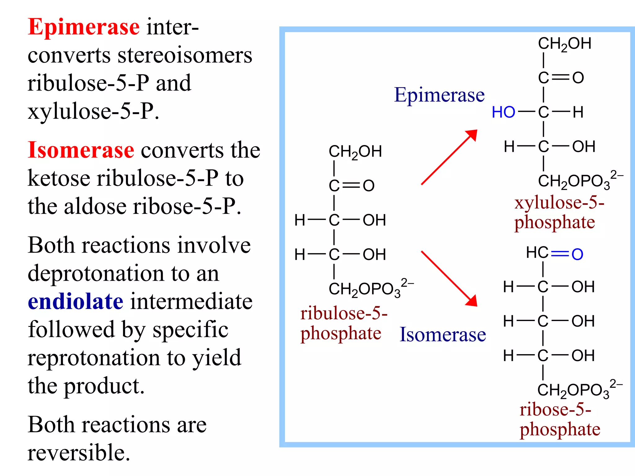 15 pentose | PPT