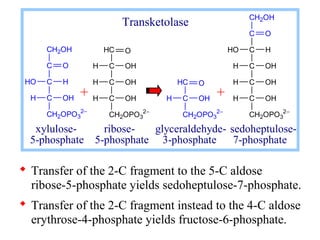 15 pentose | PPT