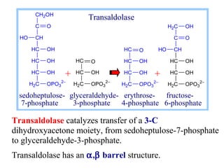 15 pentose | PPT