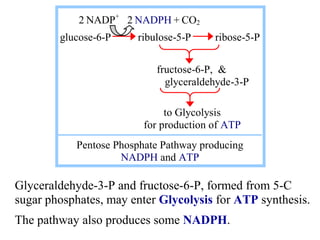 15 pentose | PPT