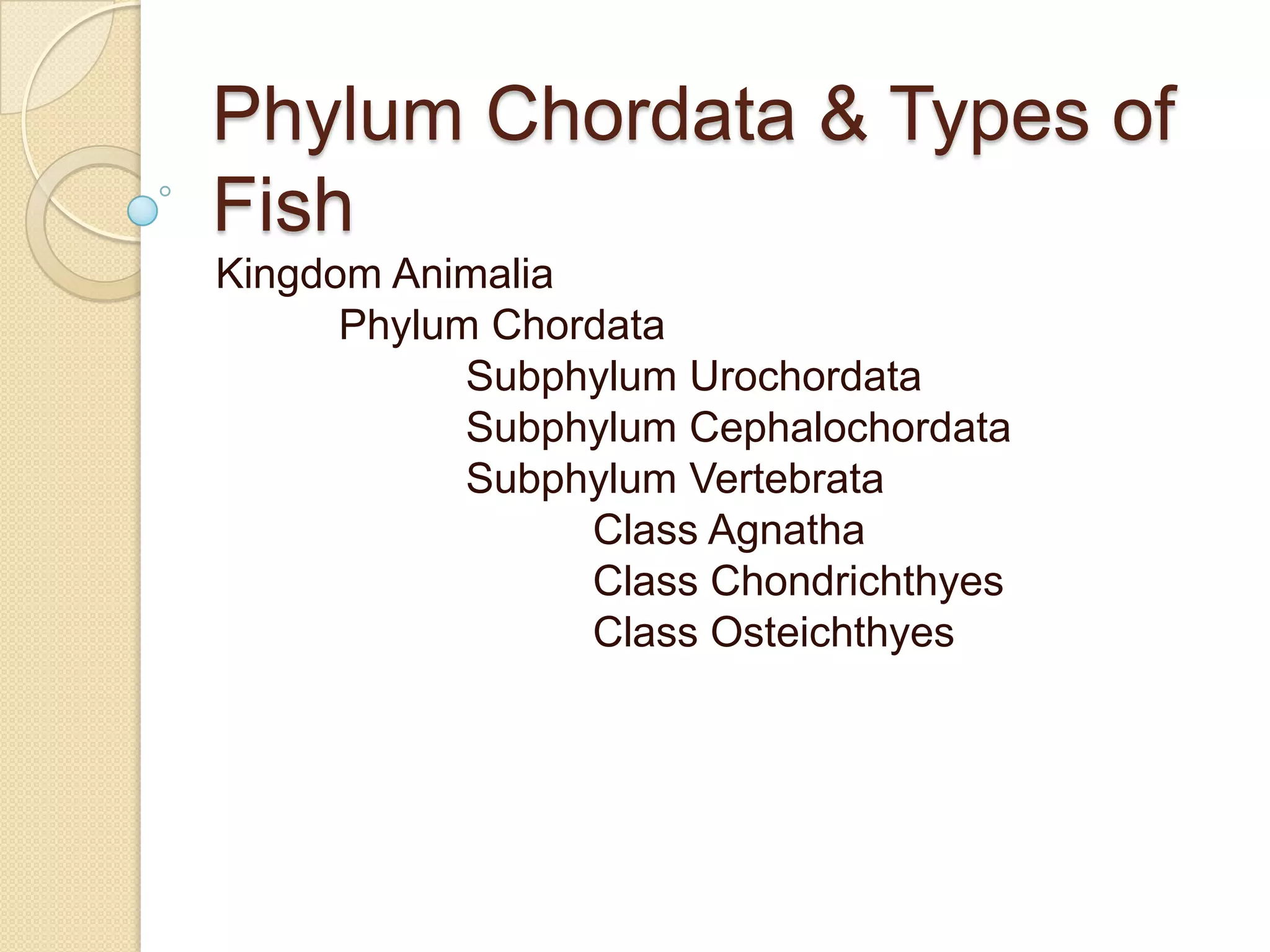 15. Phylum Chordata Notes | PPTX