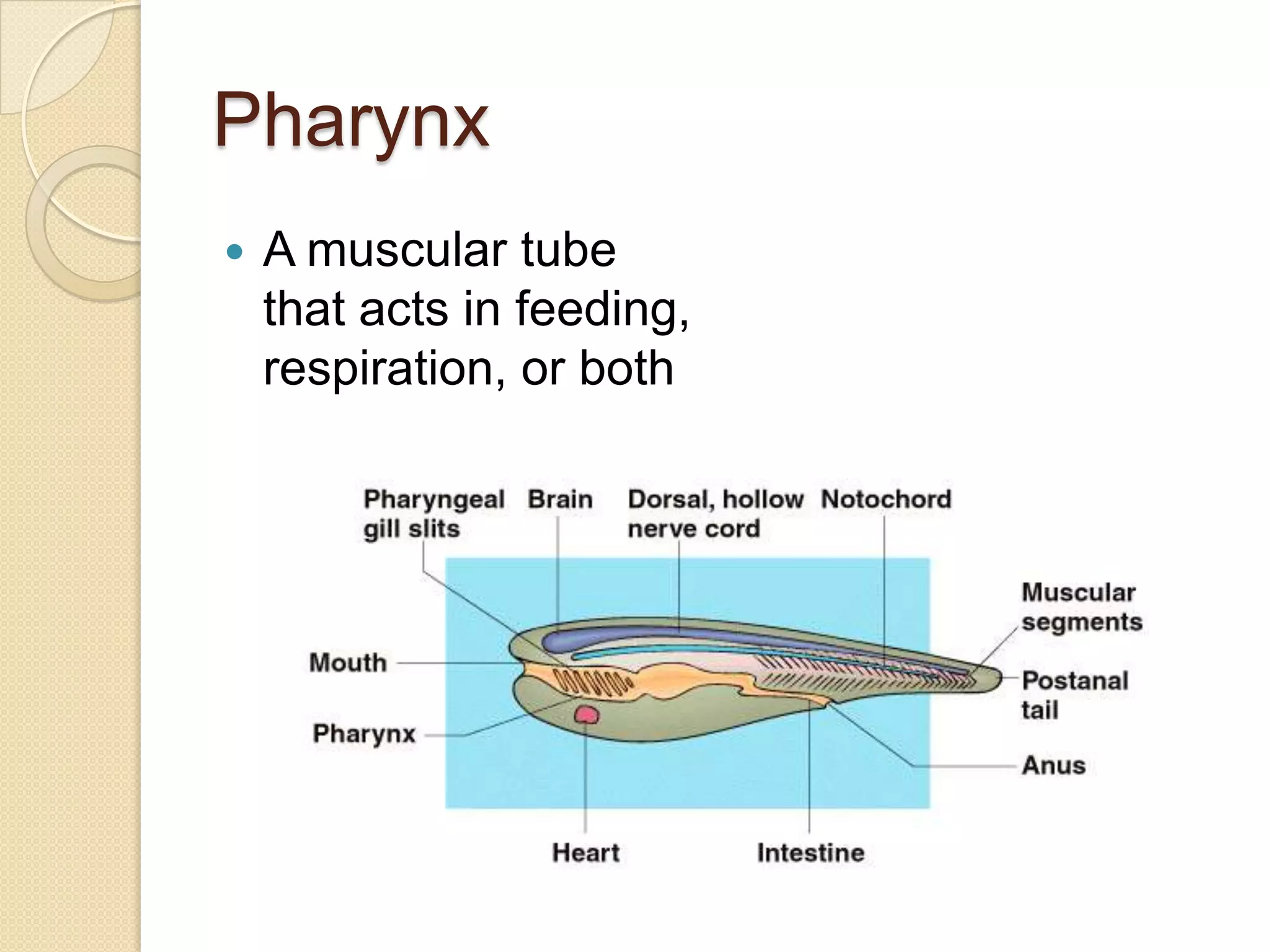 15. Phylum Chordata Notes | PPTX