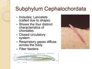 Phylum Cephalochordata