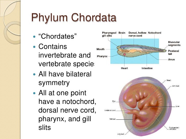 Chordata Classes