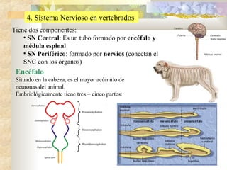 15 regulación y coordinación en animales i | PPT