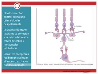 Función receptora y nerviosa de la retina | PPT
