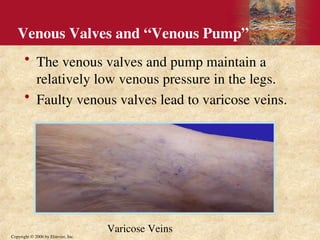 15-Vascular distensibility & functions of the arterial & venous systems.ppt