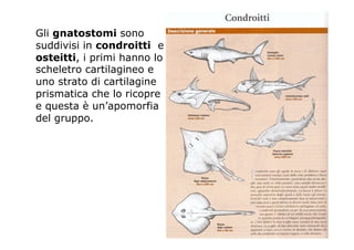15.vertebrati | PDF