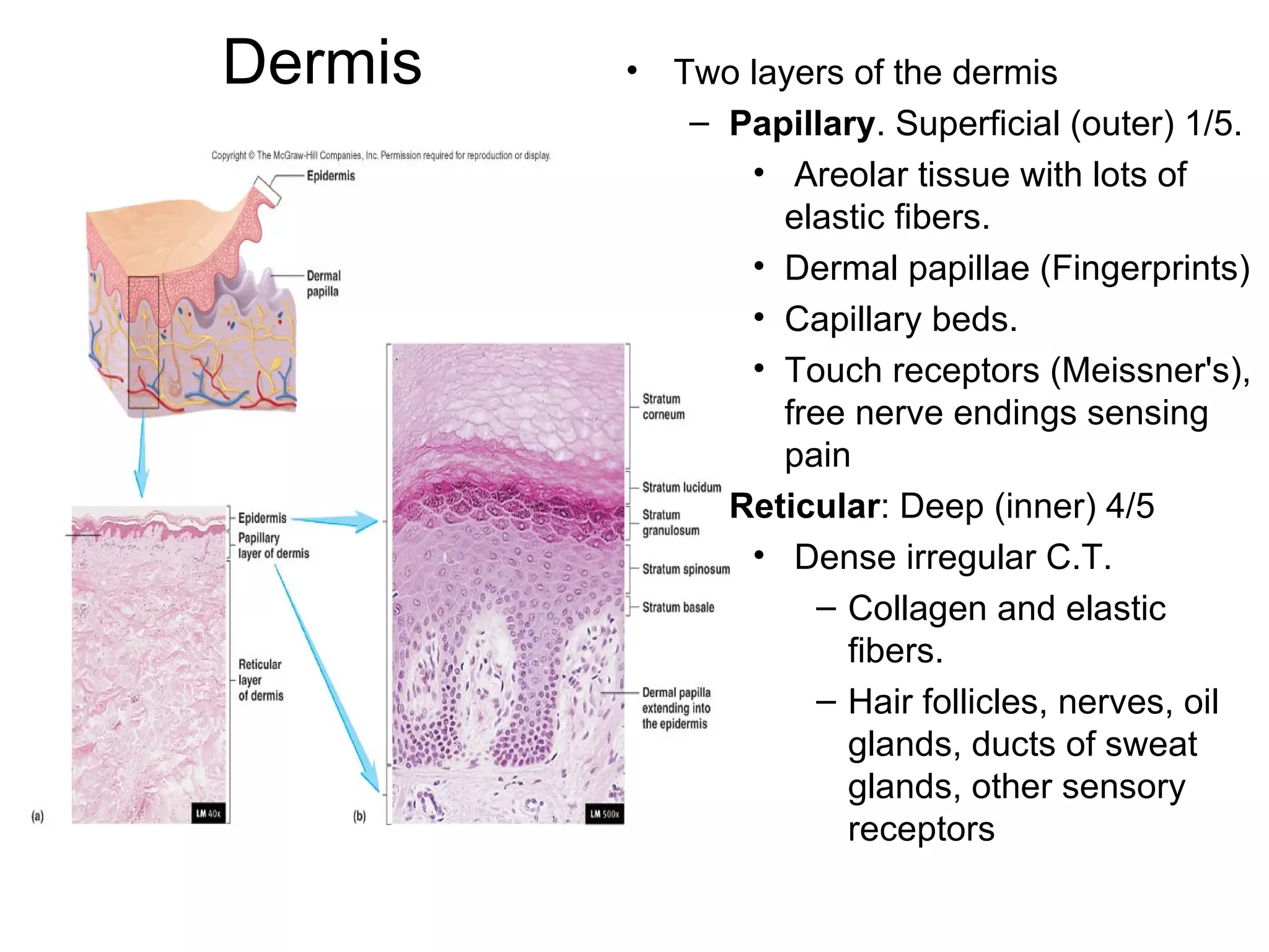 Integument | PPT