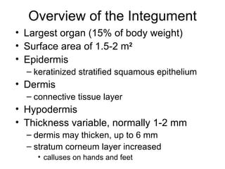 Integument | PPT