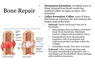 Skeletal System | PPT