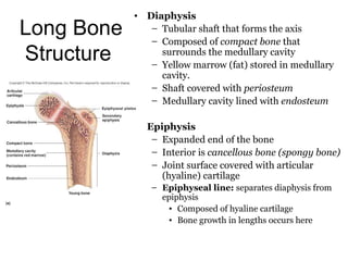 Skeletal System | PPT