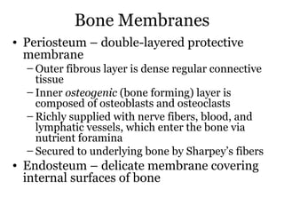 Skeletal System | PPT