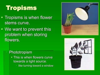 15006975.ppt
