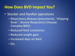 Dr. Robert Stout - Bovine Virus Diarrhea-Persistent Infection ...