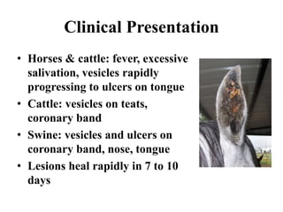 Dr. Christie Mayo - Vesicular Stomatitis Virus Update | PPTX