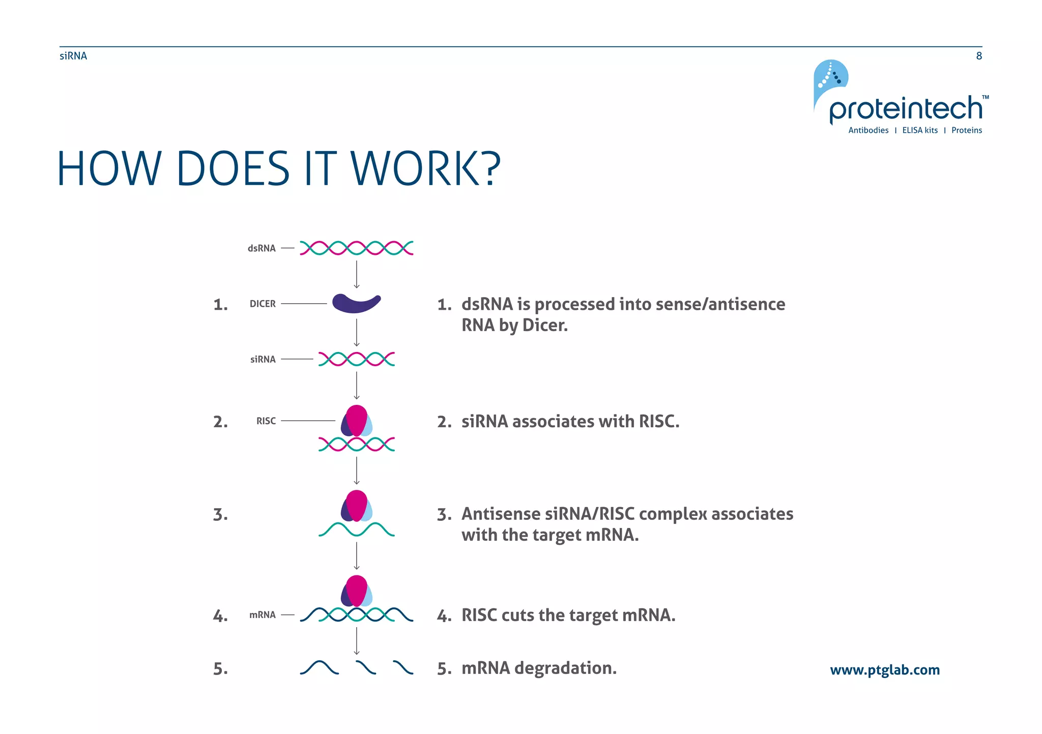 siRNA - Overview and Technical Tips | PDF