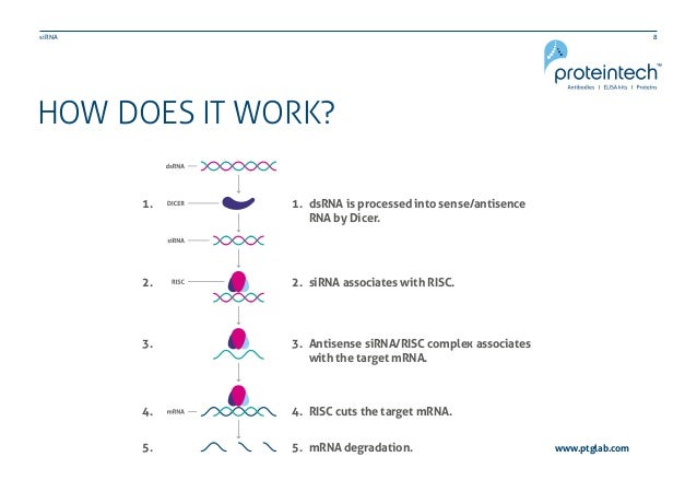 siRNA - Overview and Technical Tips