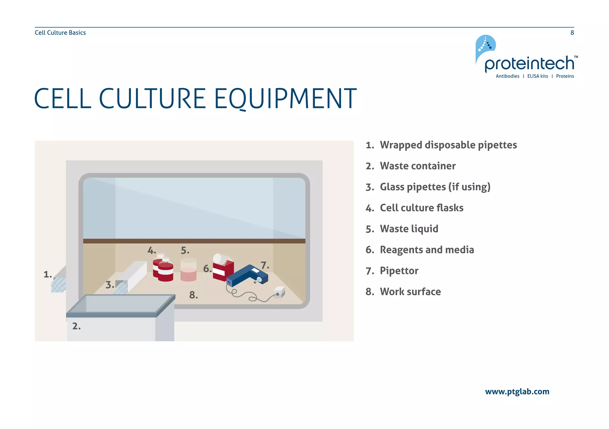 Cell Culture Basics Slideshow | PDF