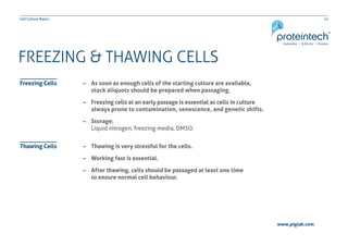 Cell Culture Basics Slideshow | PDF
