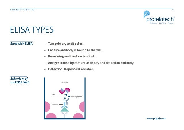Types Of Elisa Labster Theory